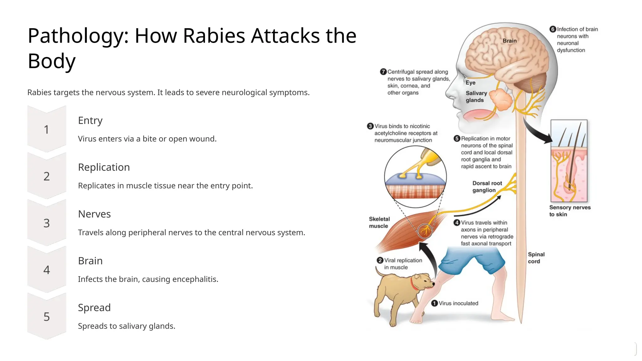 Rabies from definition to treatment all information | PPTX