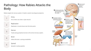 Rabies from definition to treatment all information | PPTX