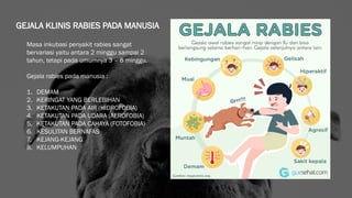 materi penyuluhan kesehatan untuk masyRABIES.pptx