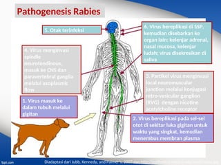 Penanganan pencegahan tatalaksana Rabies.ppt