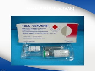 Penanganan pencegahan tatalaksana Rabies.ppt