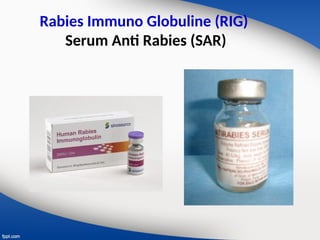 Penanganan pencegahan tatalaksana Rabies.ppt