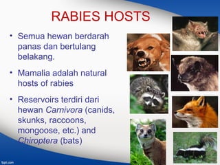 Penanganan pencegahan tatalaksana Rabies.ppt