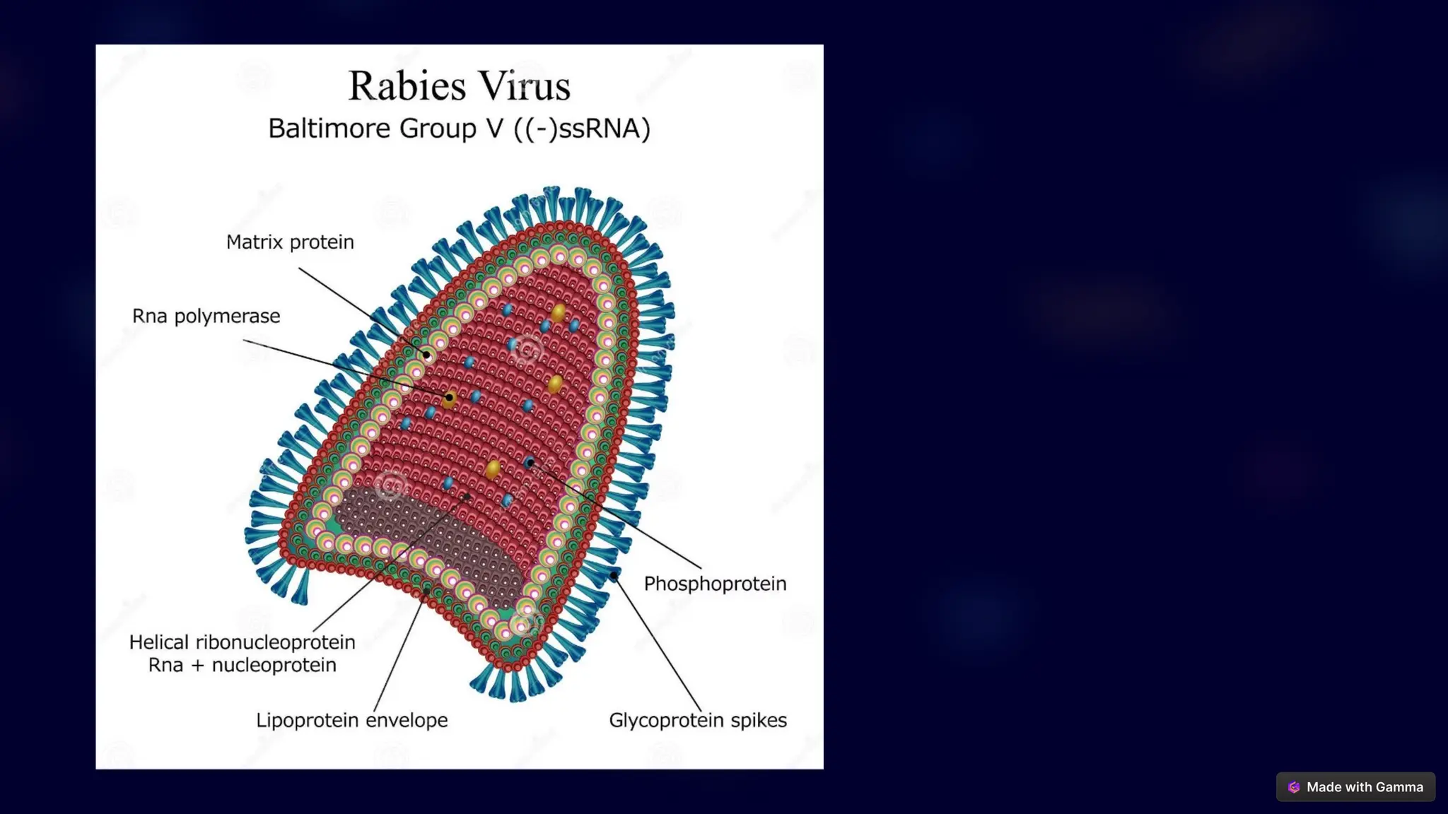 Rabies- a dangerous disease and its causes | PPTX