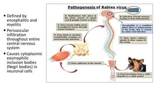 Rabies - Ancient disease still a modern problem. | PPTX | Infectious ...