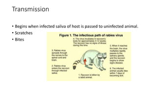 Rabies - Ancient disease still a modern problem. | PPTX | Infectious ...