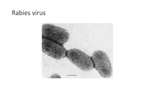Rabies - Ancient disease still a modern problem. | PPTX | Infectious ...