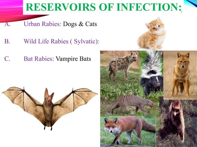 Rabies | PDF | Infectious Diseases | Diseases and Conditions