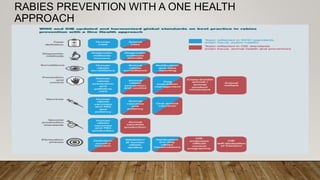 Rabies Epidemiology- Dr.mohammad Ashraful Amin | PPT