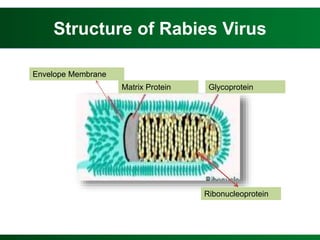 Rabies - final.pptx
