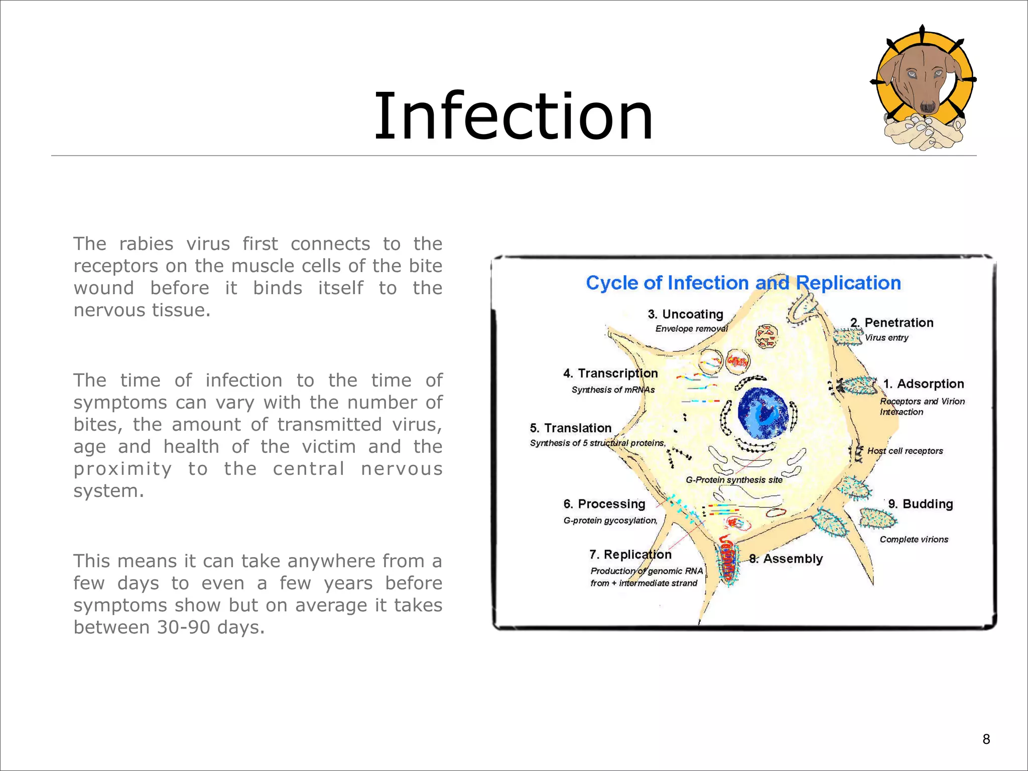 Rabies: information you need to know | PDF