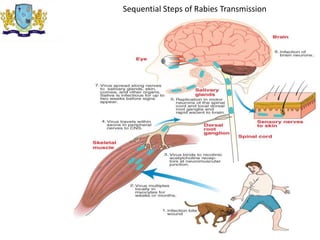 Rabies jsk nagarajan | PPTX