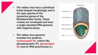 Rabies | PPTX