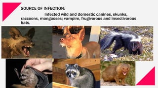 Rabies | PPTX