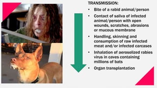 Rabies | PPTX | Infectious Diseases | Diseases and Conditions