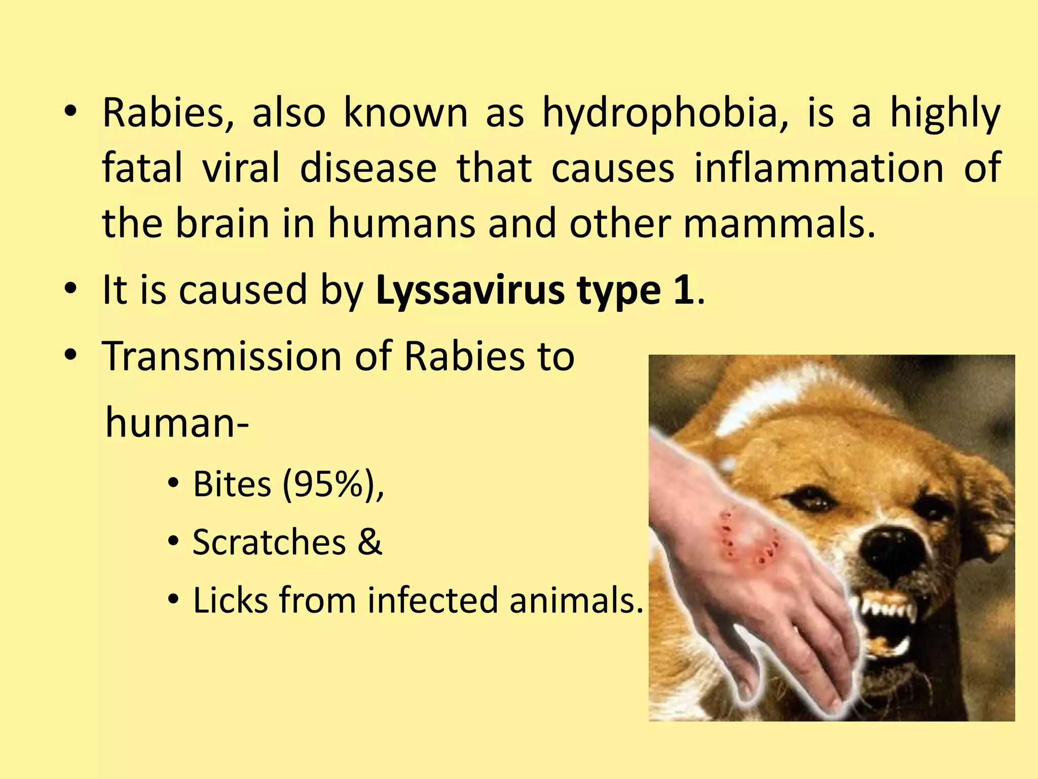 Rabies ppt | PPTX