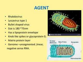 Rabies ppt | PPTX