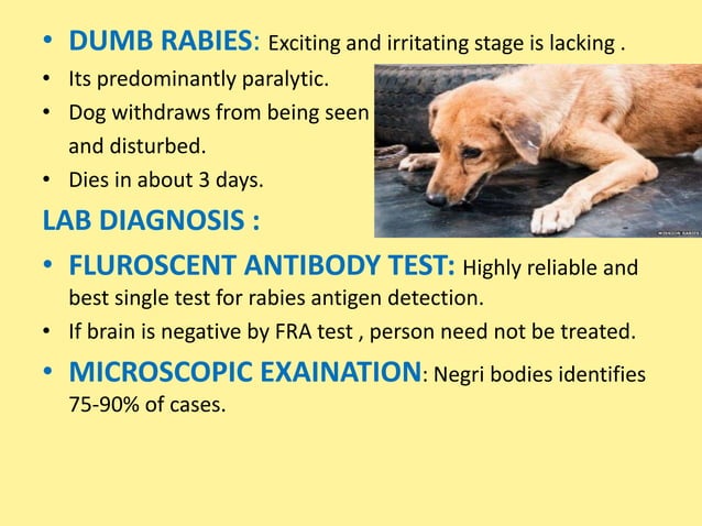 Rabies ppt | PPTX