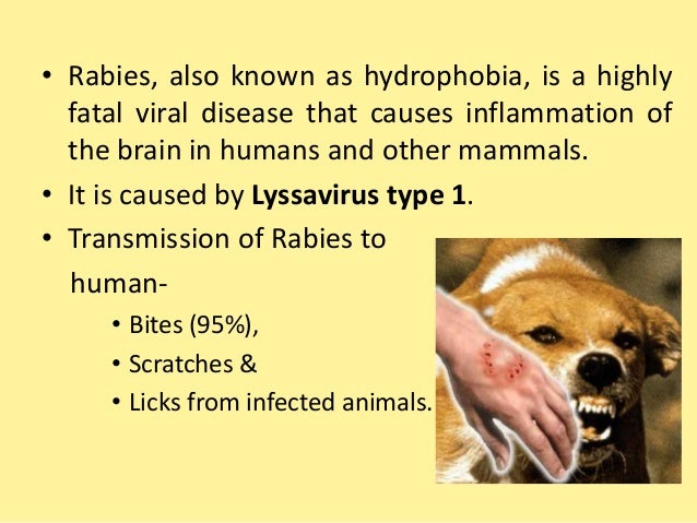 Rabies Ppt