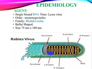 Rabies - clinical features/path/diag/treatment | PPTX
