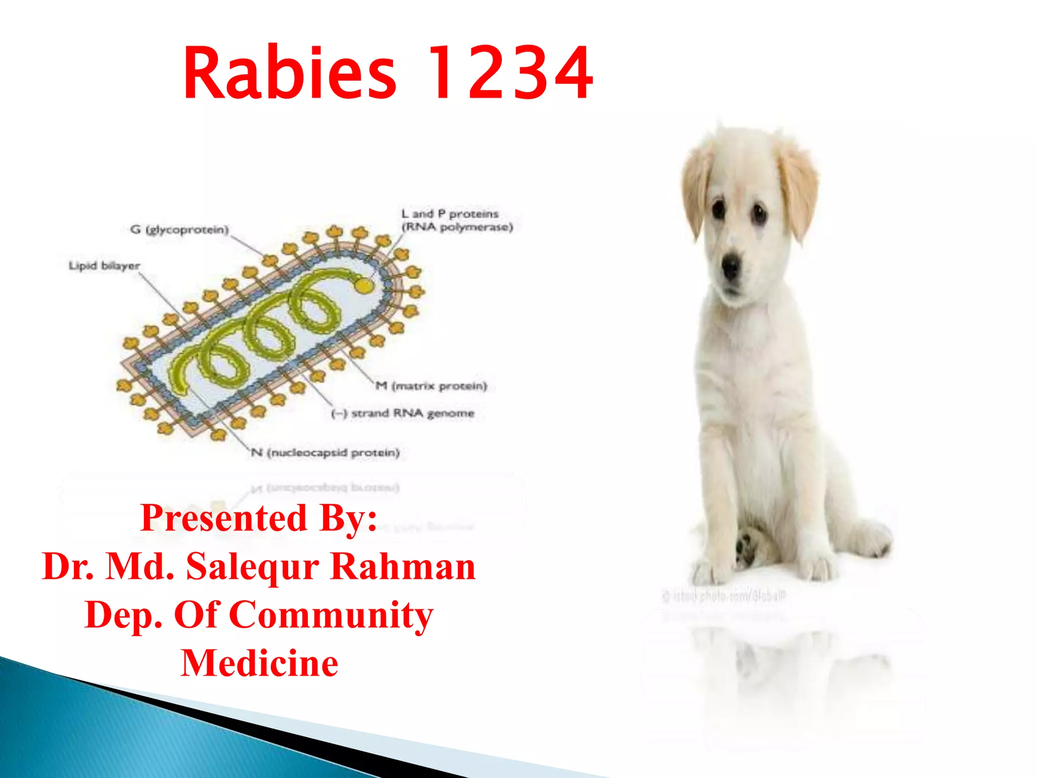 Rabies 1234 | PPTX | Infectious Diseases | Diseases and Conditions