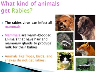 Rabies 1234 | PPTX | Infectious Diseases | Diseases and Conditions