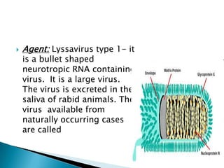 Rabies 1234 | PPTX | Infectious Diseases | Diseases and Conditions