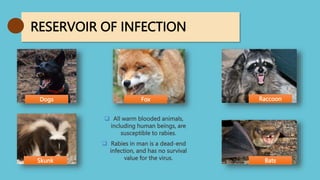 RABIES 2.pptx