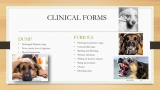 Rabies | PPTX | Infectious Diseases | Diseases and Conditions