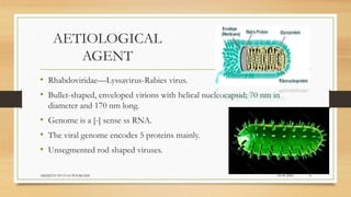 Rabies | PPTX | Infectious Diseases | Diseases and Conditions