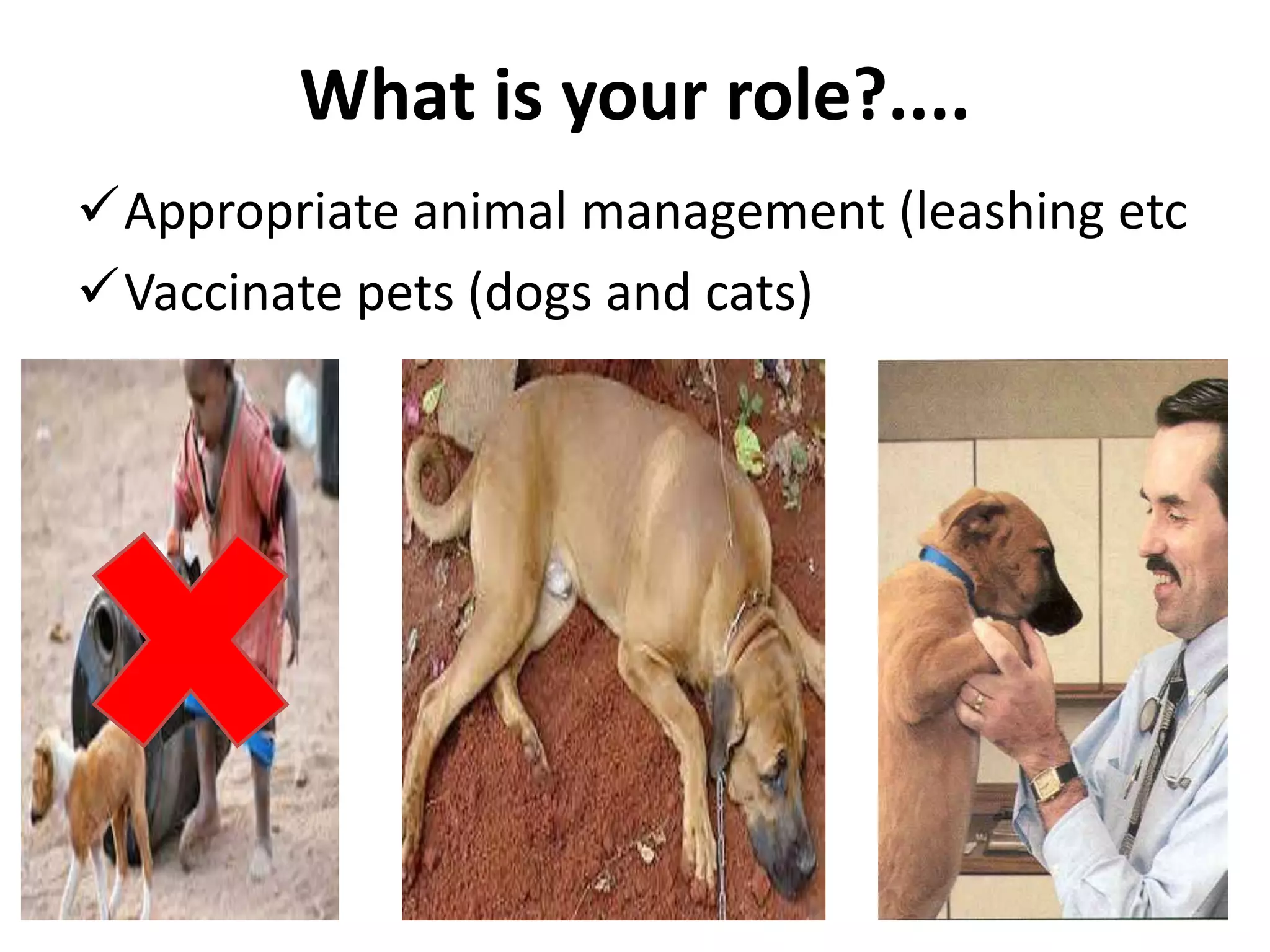 Rabies in children and preventive measures- world rabies day event 2014 ...