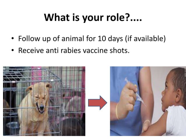 Rabies in children and preventive measures- world rabies day event 2014 ...