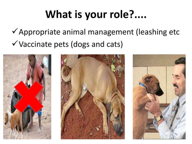 Rabies in children and preventive measures- world rabies day event 2014 ...