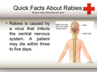 Rabies Awareness | PPT