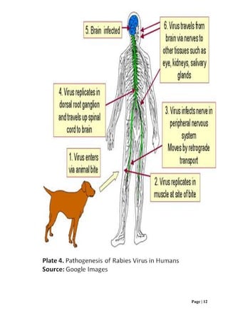 Humans Infected With Rabies