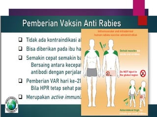 RABIES CHUSNI MUBARAKH(1).ppt....................... | PPT