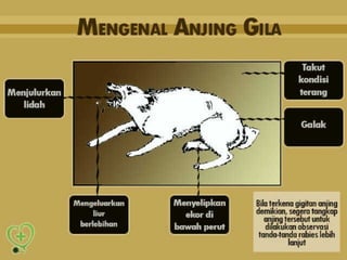 RABIES CHUSNI MUBARAKH(1).ppt....................... | PPT