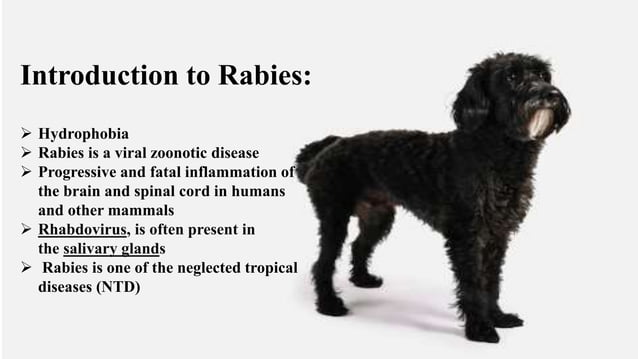 Rabies Clinical Disease Mangement By Waqas Siddiqe.pptx