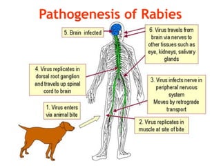 National rabies control program guidelines | PPTX