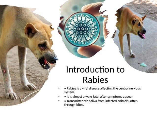 Rabies_Etiology_Epidemiology_Pathogenesis_ | PPT