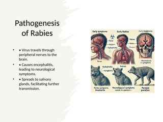 Rabies_Etiology_Epidemiology_Pathogenesis_ | PPT