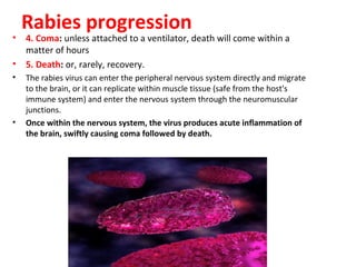 Rabies final | PPT