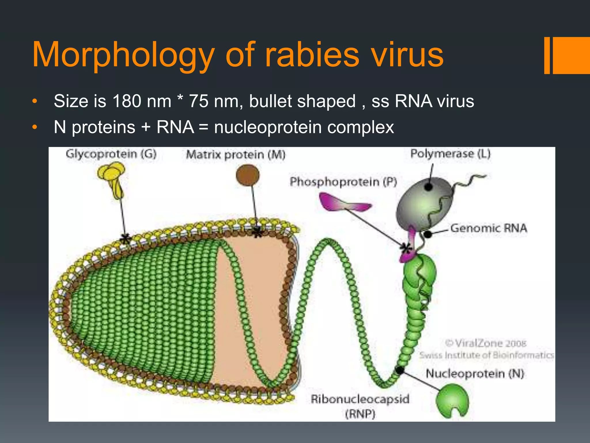 Rabies ppt | PPTX
