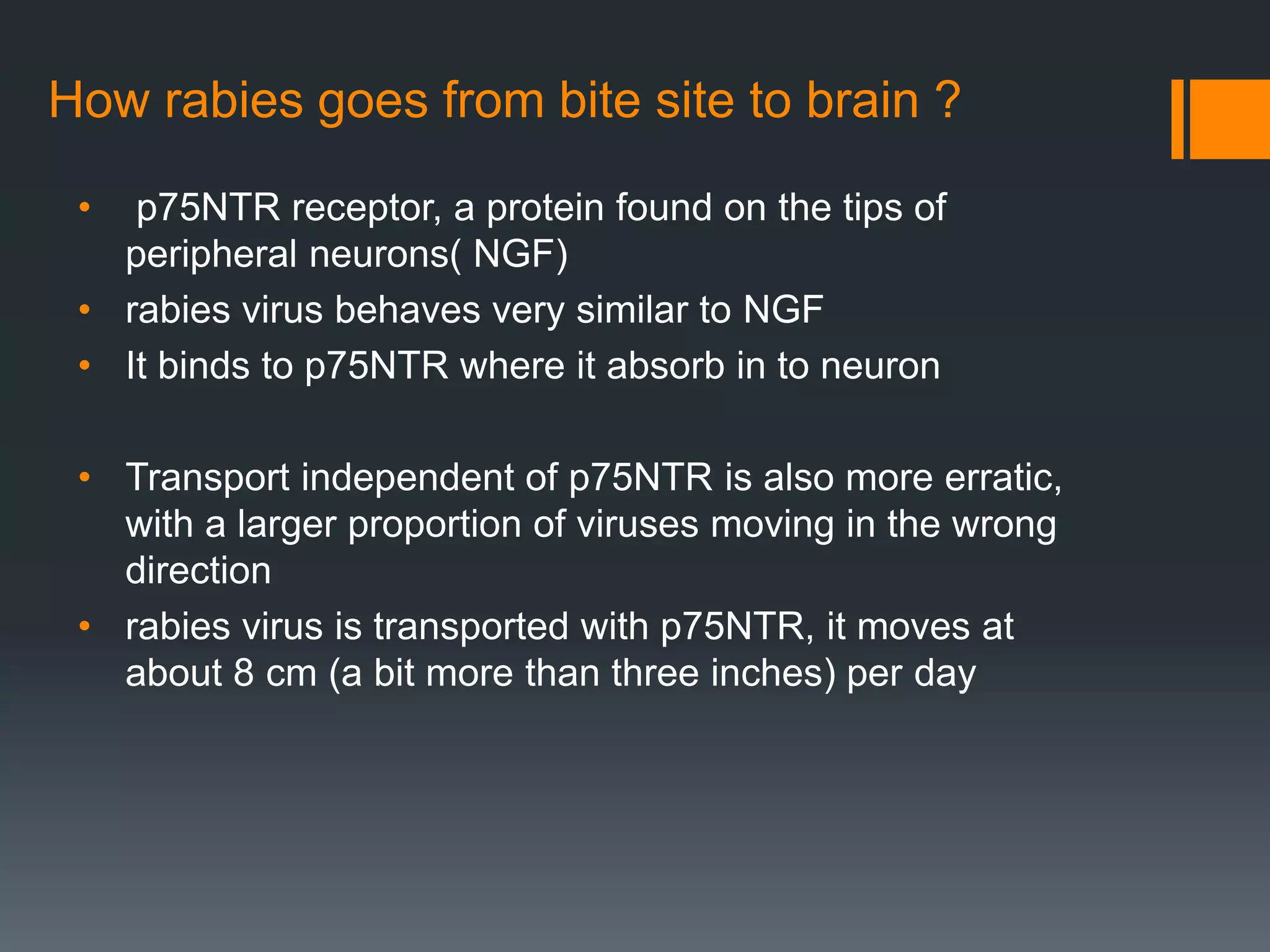 Rabies ppt | PPTX