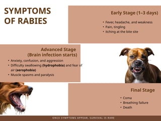 **Rabies prevention relies on dog vaccination, PEP, awareness, and ...