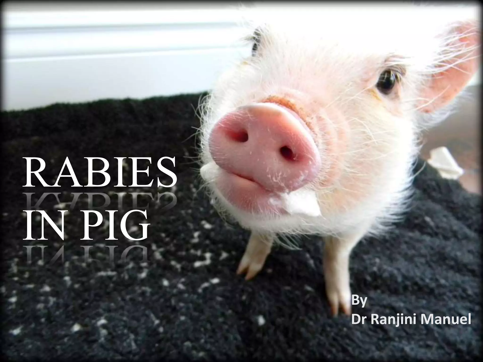 Rabies in pigs | PPTX