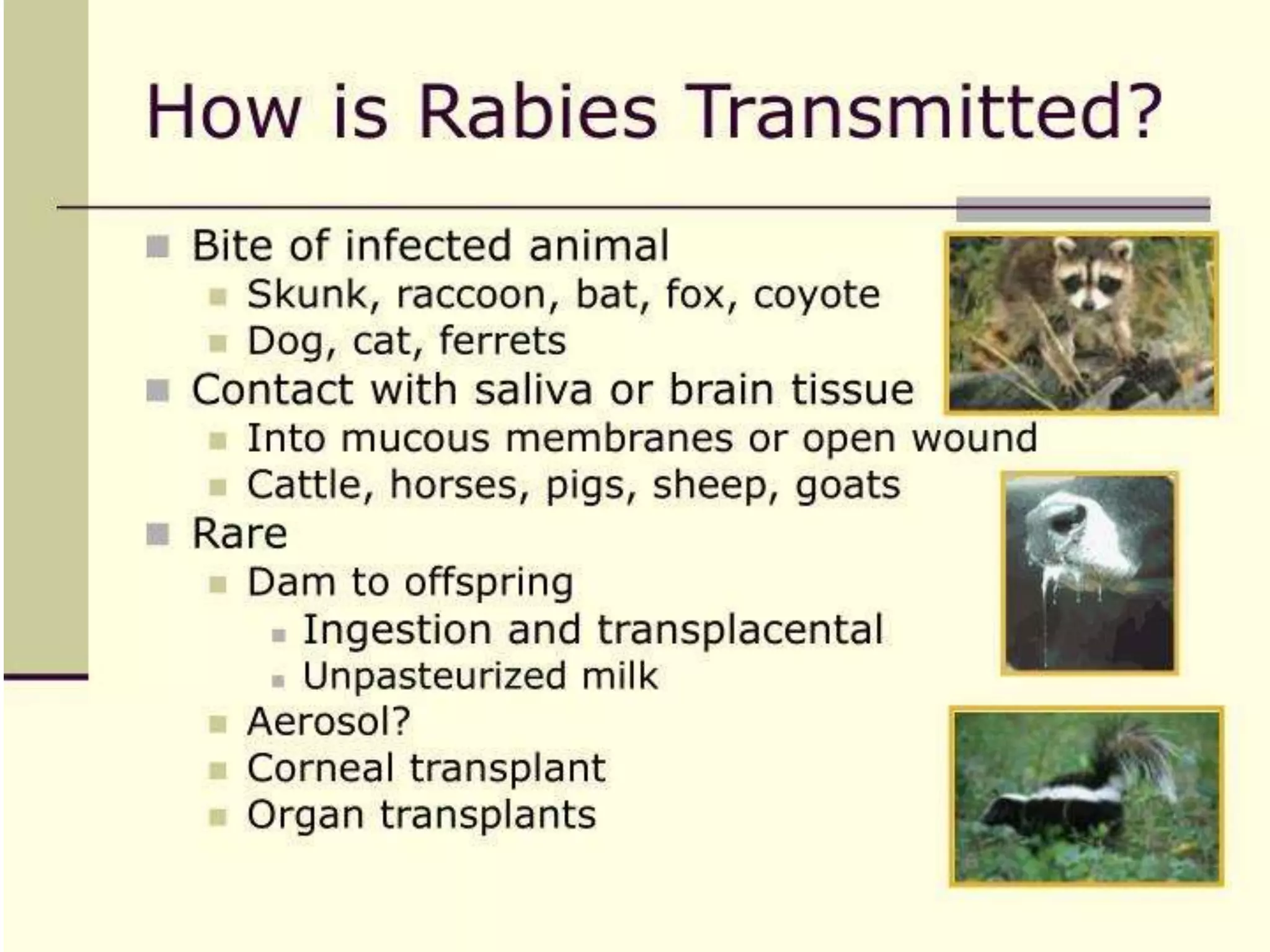 Rabies in pigs | PPTX