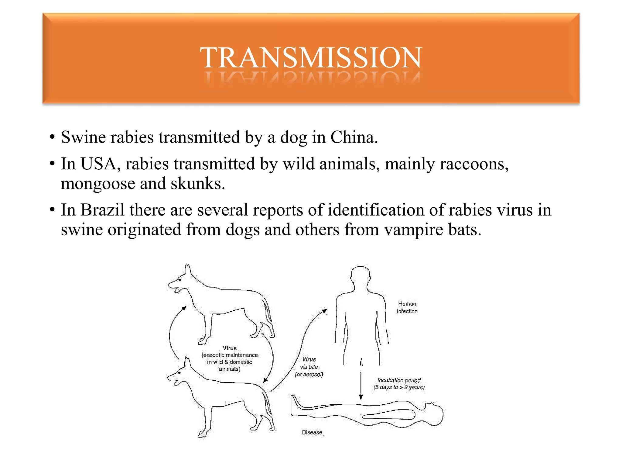 Rabies in pigs | PPTX