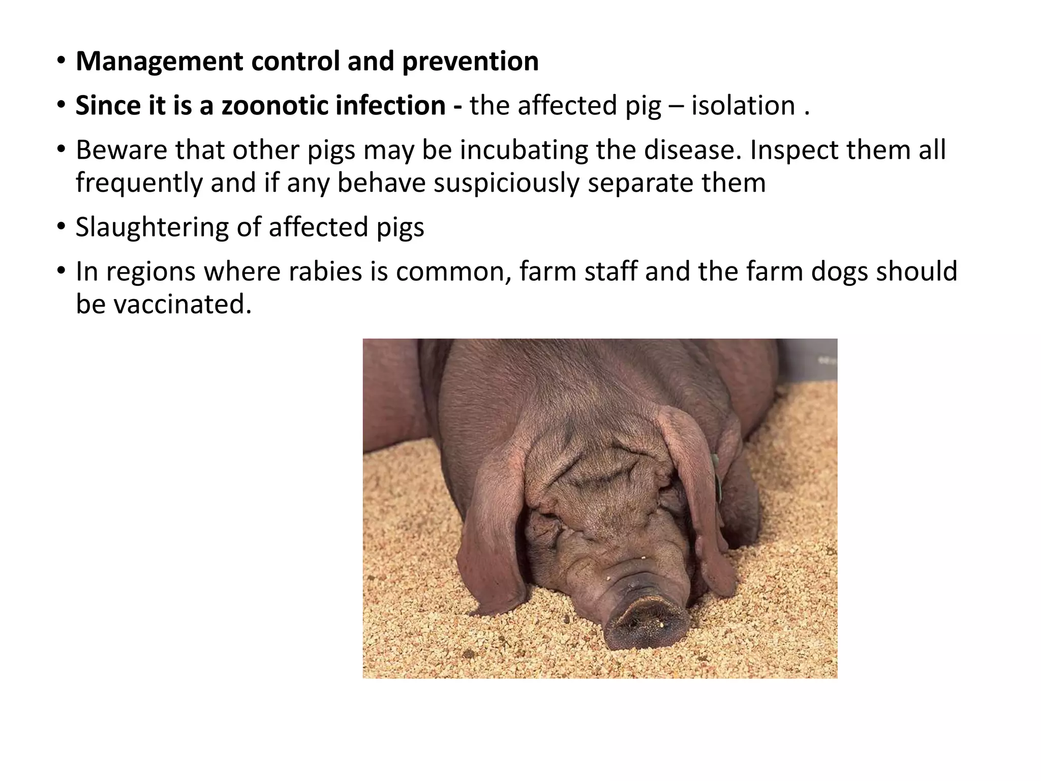 Rabies in pigs | PPTX