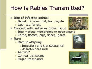 Rabies in pigs | PPTX